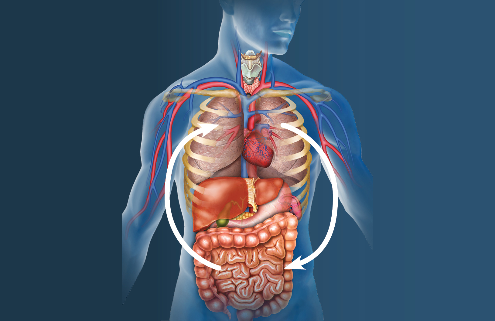The gut-lung link: a vital connection - deNovo Medica